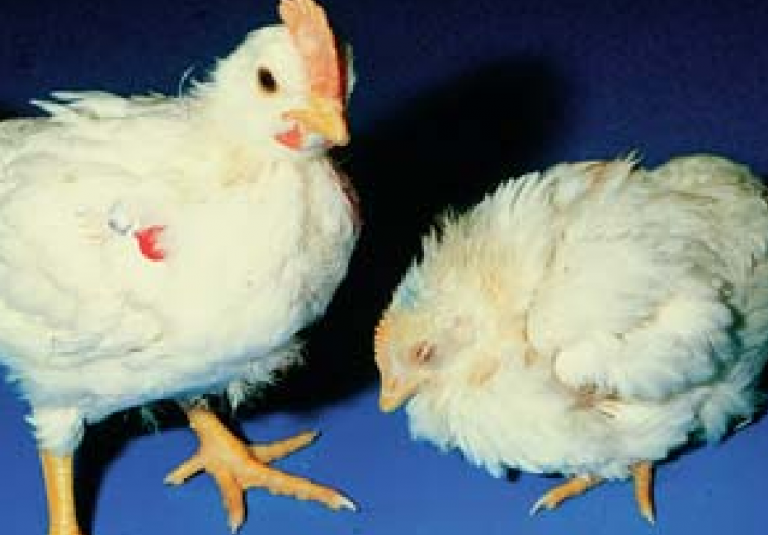 Maladie de Gumboro (Bursite infectieuse) - MSD Santé Animale France